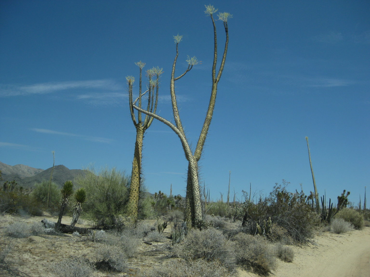 Viva Baja – DavidK's Baja Adventures